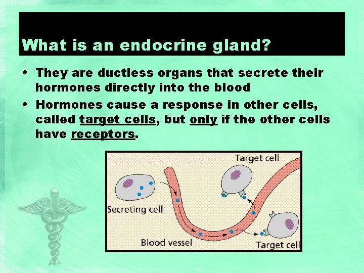 The Endocrine System Communication throughout the body What