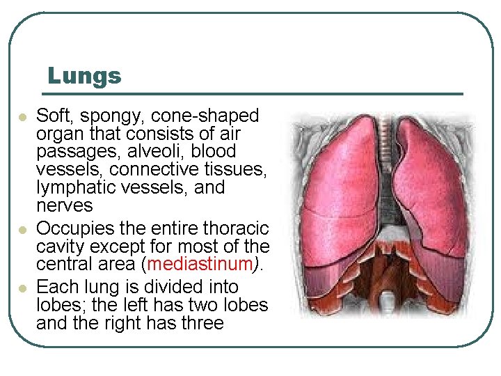 The Respiratory System Functions of the Respiratory System
