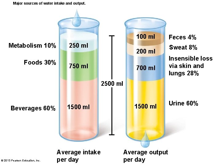 BODY FLUIDS Dr Heba Kareem Body Water Content