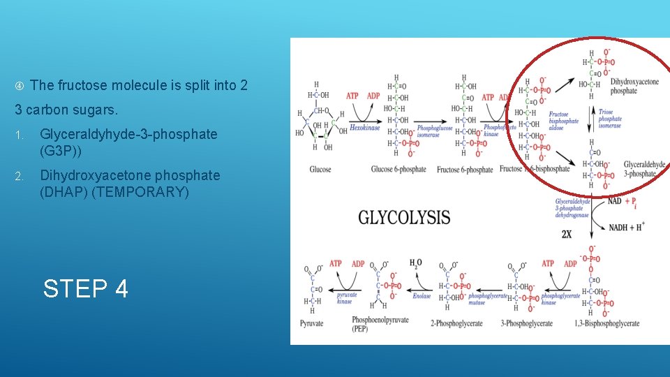 GLYCOLYSIS The Beginning of Energy Production There are