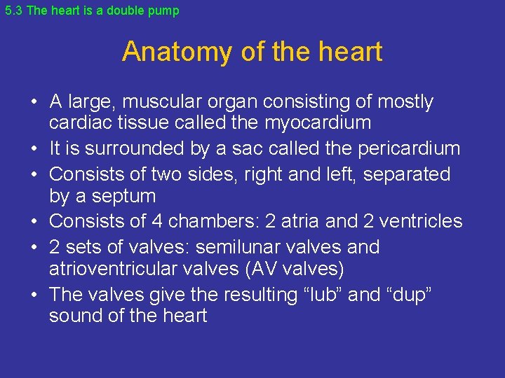 Chapter 5 Cardiovascular System Heart and Blood Vessels