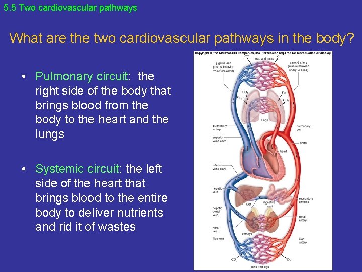 Chapter 5 Cardiovascular System Heart and Blood Vessels