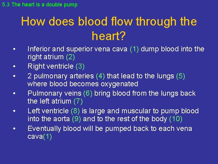 Chapter 5 Cardiovascular System Heart and Blood Vessels