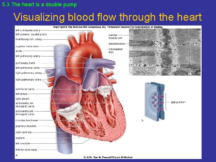 Chapter 5 Cardiovascular System Heart and Blood Vessels