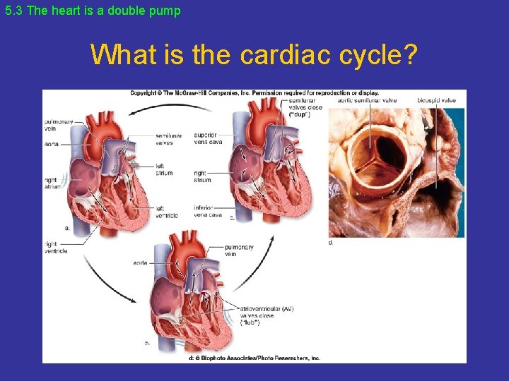 Chapter 5 Cardiovascular System Heart and Blood Vessels