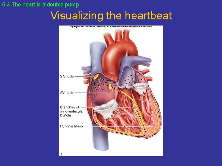 Chapter 5 Cardiovascular System Heart and Blood Vessels