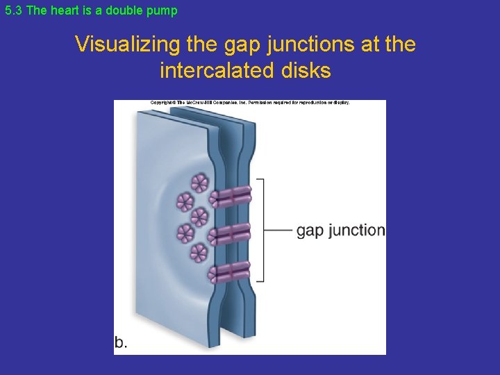 Chapter 5 Cardiovascular System Heart and Blood Vessels