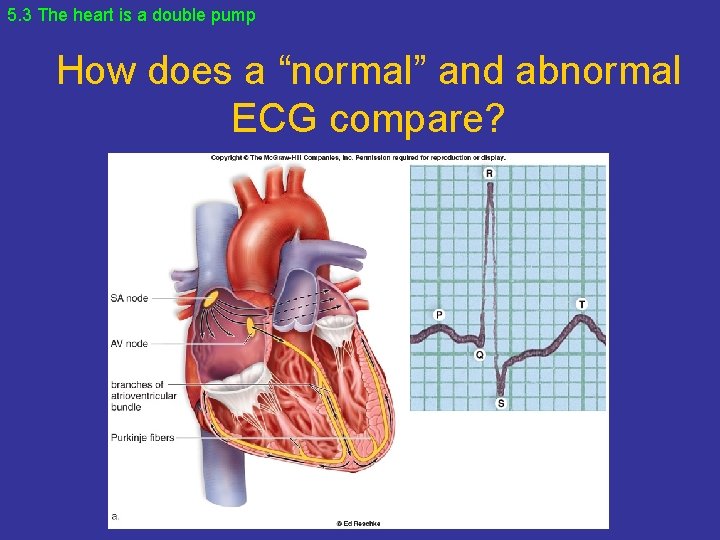 Chapter 5 Cardiovascular System Heart and Blood Vessels