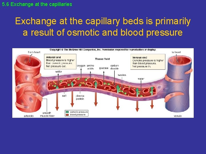 Chapter 5 Cardiovascular System Heart and Blood Vessels