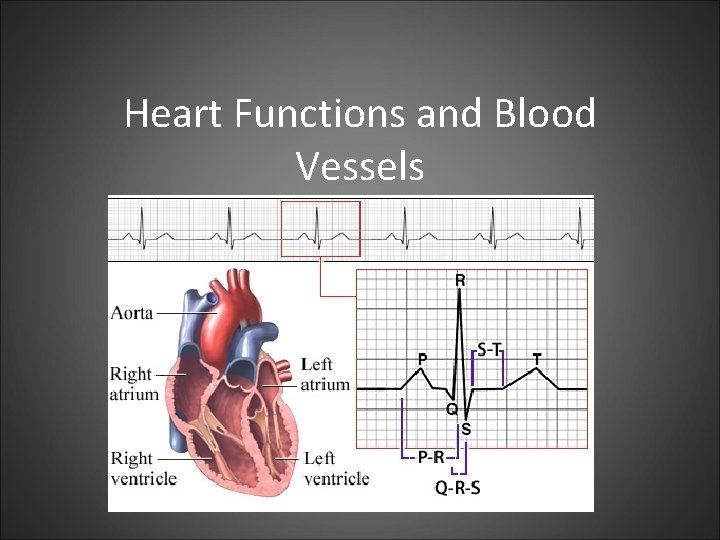 Heart Functions and Blood Vessels Functions of the
