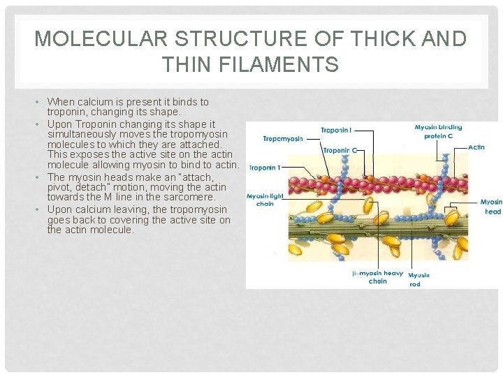 THE CHEMISTRY OF A MUSCLE CONTRACTION BY STEPHANIE