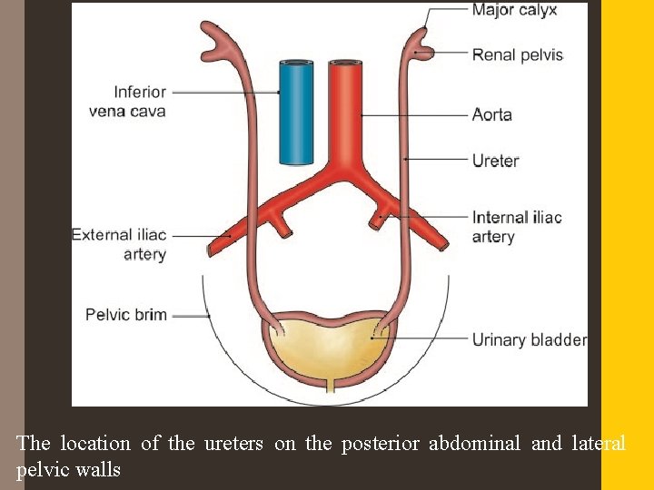 URETER By Dr Leena N Associate Professor Department