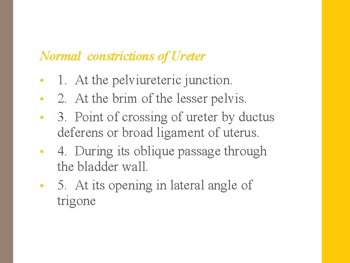 URETER By Dr Leena N Associate Professor Department