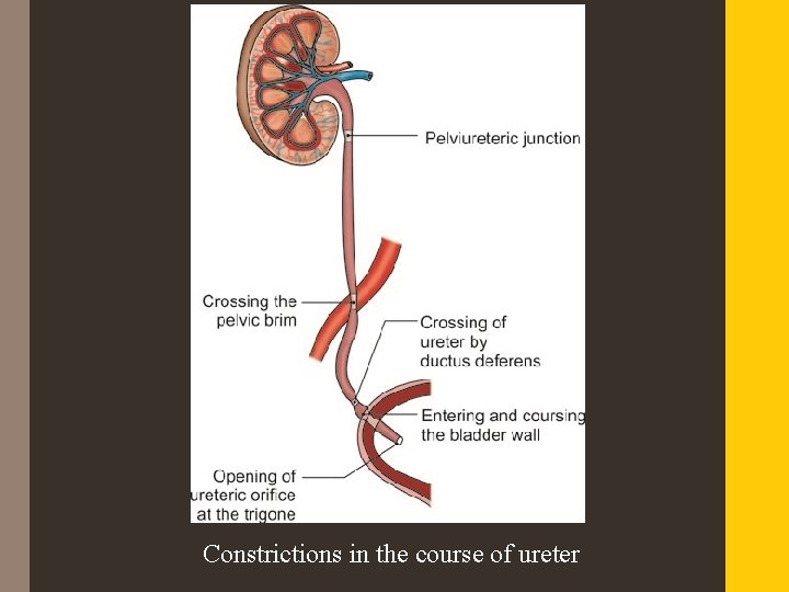 URETER By Dr Leena N Associate Professor Department