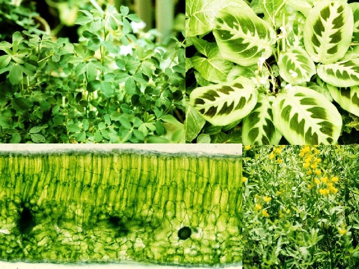 Photosynthesis Chapter 4 Goals for lecture Photosynthesis Understand