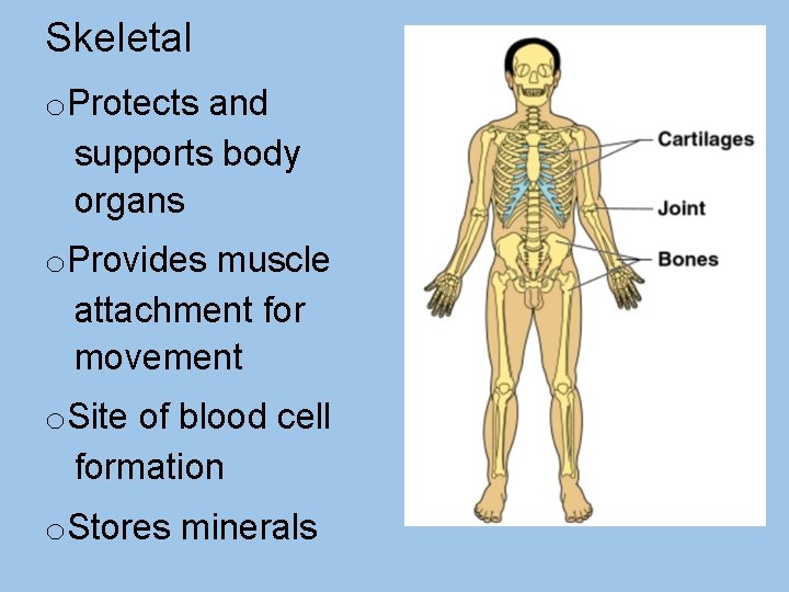 The Human Body An Orientation Anatomy Structure and