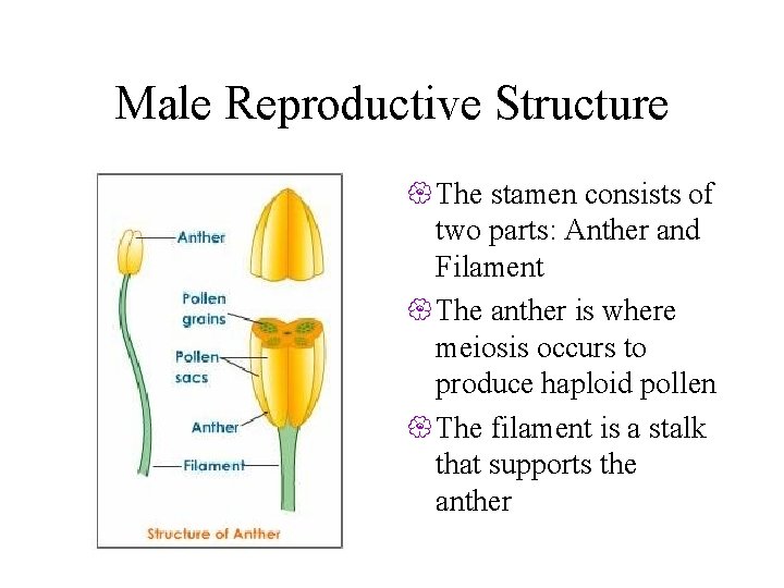 Plant Life Cycles CHAPTER 30 Flowering Plant Reproduction