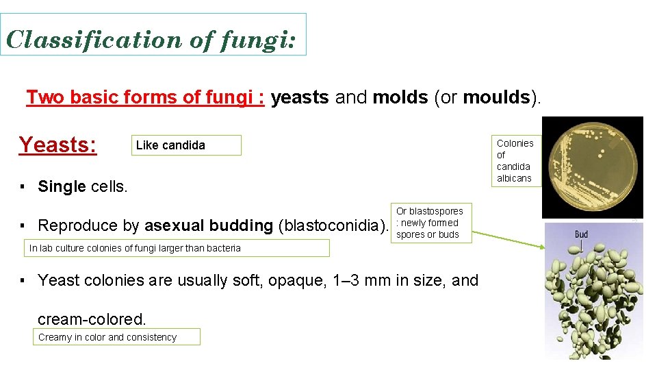 GENERAL MYCOLOGY BY Prof Dr Ghada Fahmy Helaly