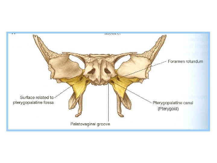 Pterygopalatine Fossa Objectives 1 Describe the boundaries and