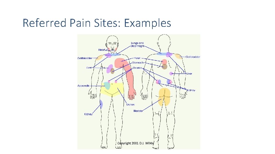 Pain and Symptom Assessment NCLIN 302 Autumn 2016