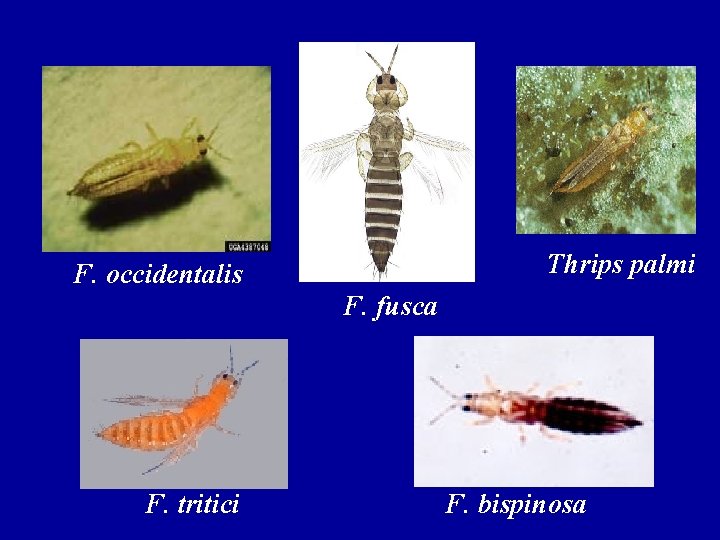 Control of Western Flower Thrips Through Integrated Pest