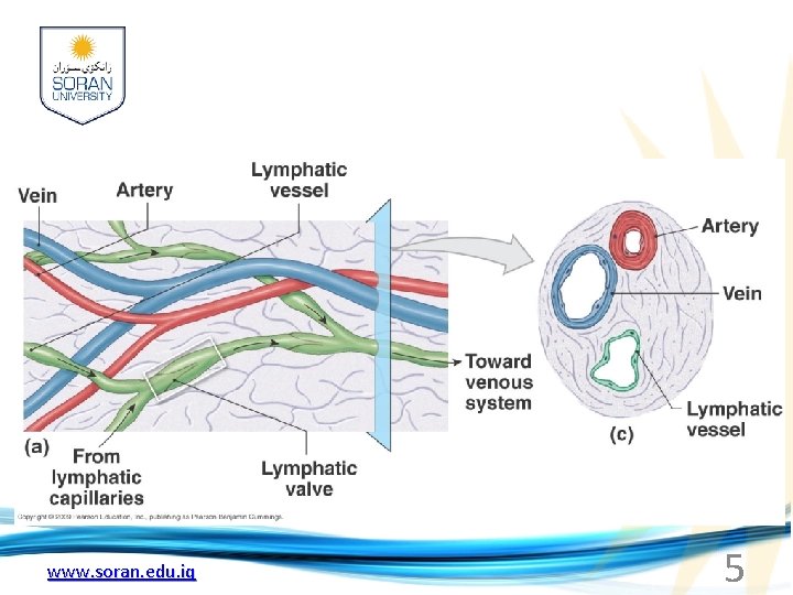 Physiology Lymphatic System Behrouz Mahmoudi www soran edu