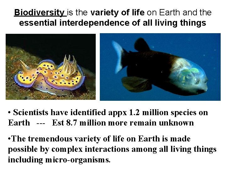 What is it Biodiversity is the variety of