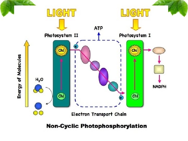 Capturing Light The most common pigments in plants