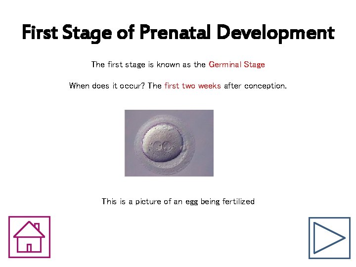 Embryotic Development Stages of Development Embryotic Developme nt