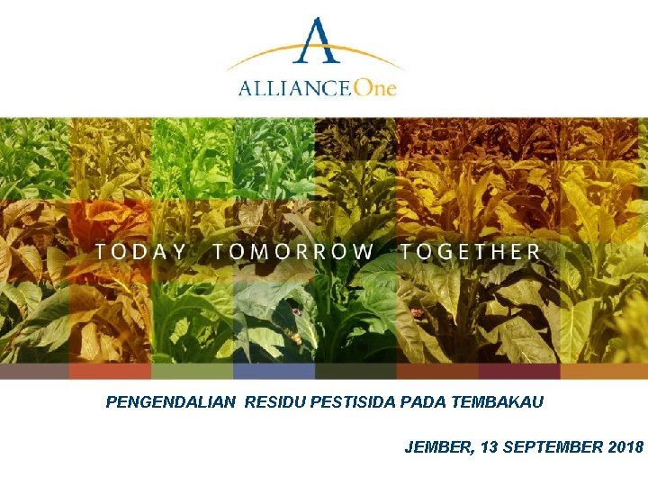 1 PENGENDALIAN RESIDU PESTISIDA PADA TEMBAKAU JEMBER 13