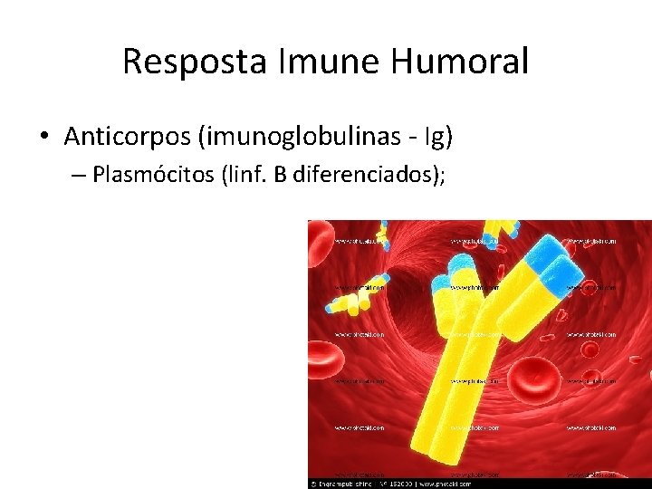 Resposta Imune Humoral Anticorpos imunoglobulinas Ig Plasmcitos linf