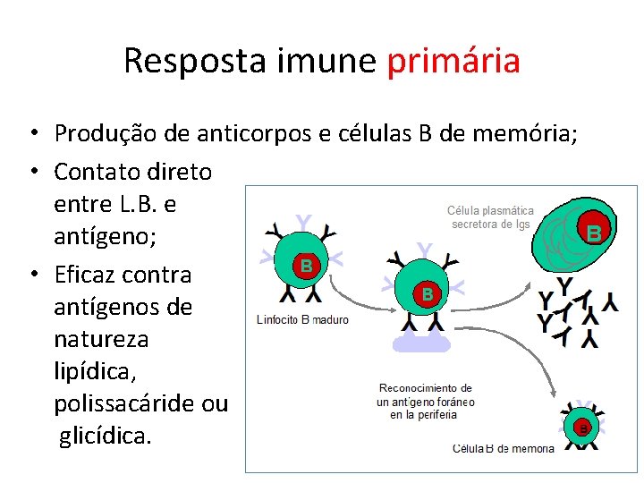 Resposta Imune Humoral Anticorpos imunoglobulinas Ig Plasmcitos linf