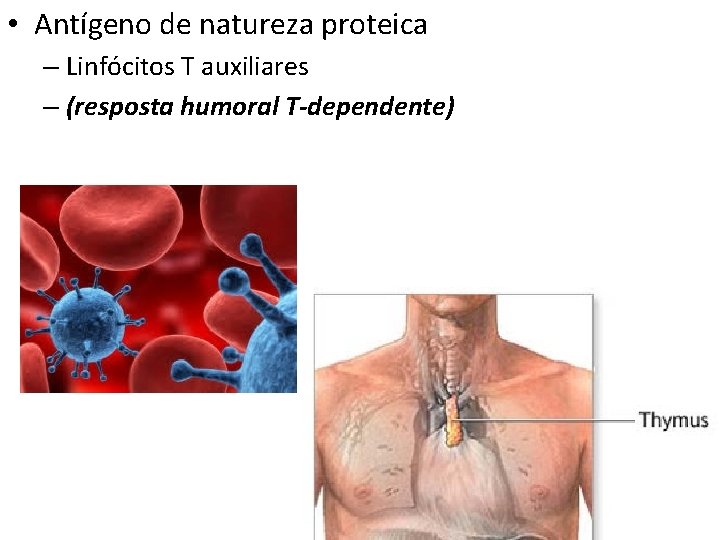 Resposta Imune Humoral Anticorpos imunoglobulinas Ig Plasmcitos linf