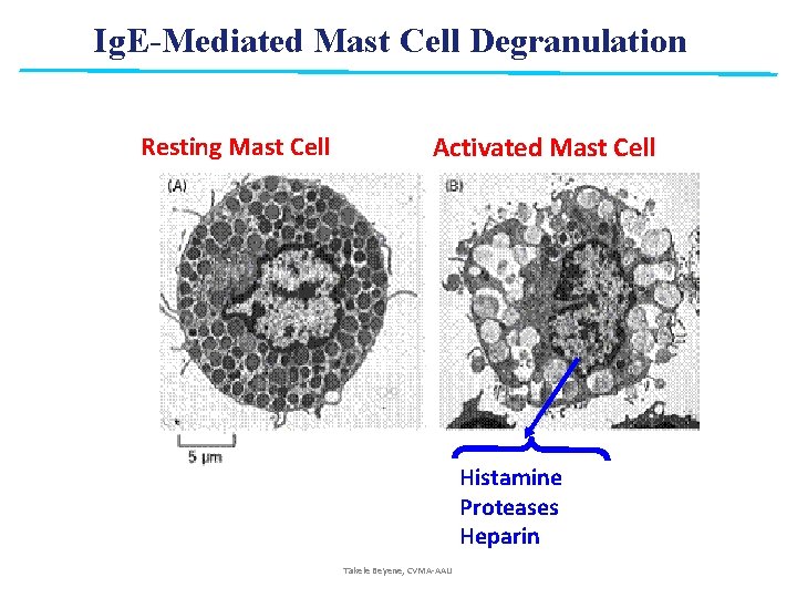 AntiInflammatory Drugs AIDs Takele Beyene CVMAAAU Learning Objectives