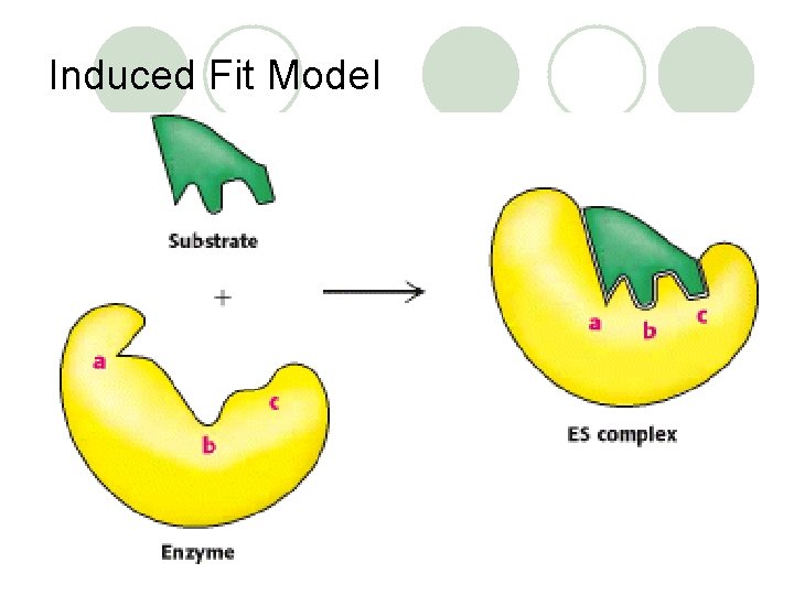Chemical Reactions Energy and Enzymes Chemical Reactions l
