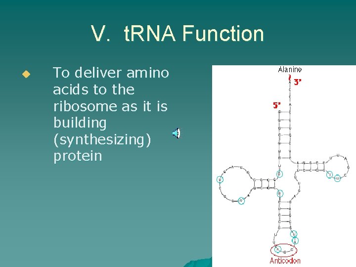 Protein Synthesis How DNA uses RNA and Ribosomes