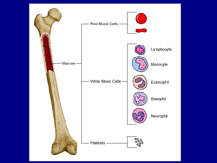 Anatomy Physiology The Human Body Body Organization Whats