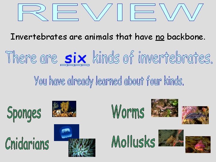 Invertebrates are animals that have no backbone There