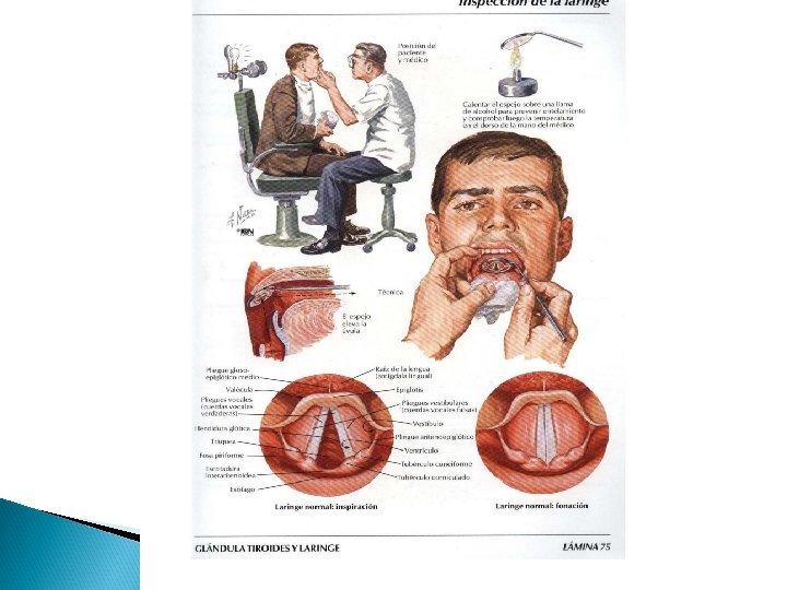 UNIDAD 3 ANATOMIA DE LA VIA DIGESTIVA ESTUDIOS