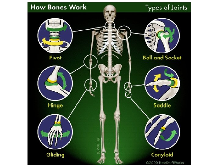 The Skeletal System Human Skeleton Purpose of bones