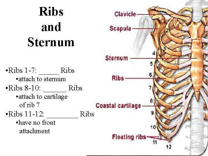 The Skeletal System Human Skeleton Purpose of bones