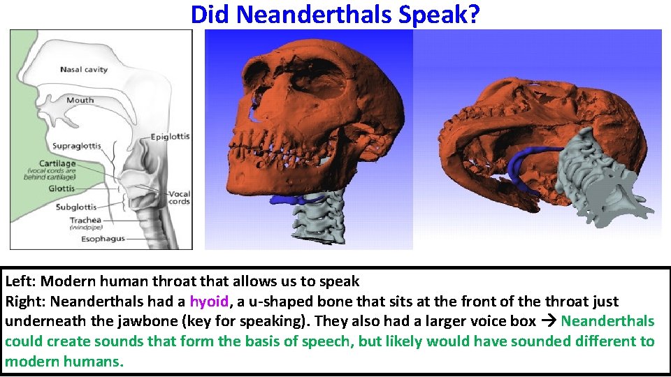 Aim Were Neanderthals Human Do Now A teenage