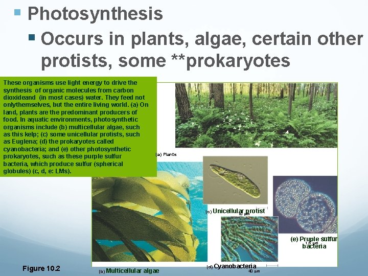 Chapter 10 Part 1 Introduction to Photosynthesis Ms
