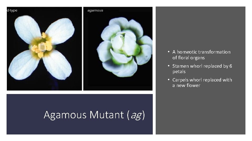 The protein encoded by the Arabidopsis homeotic gene
