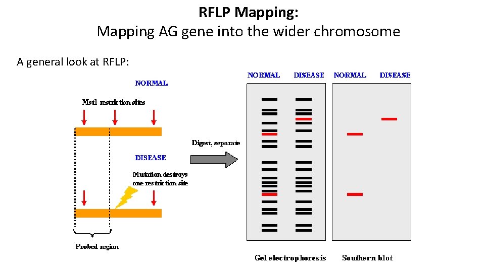 The protein encoded by the Arabidopsis homeotic gene