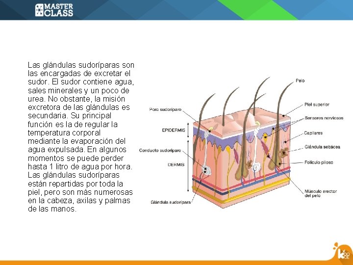 Aparato excretor La excrecin consiste en eliminar de