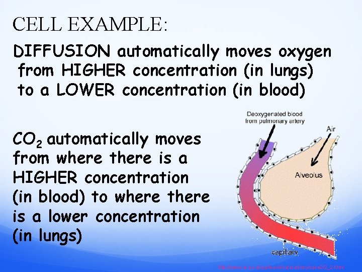 Cell Membrane Cellular Transport Biology 1 HOMEOSTASIS AND