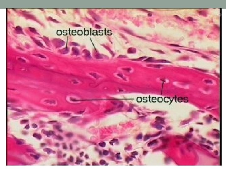TYPES OF BONE CELLS January 22 2018 Osteoblas