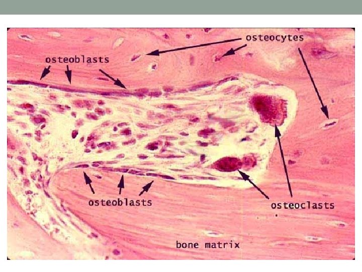 TYPES OF BONE CELLS January 22 2018 Osteoblas