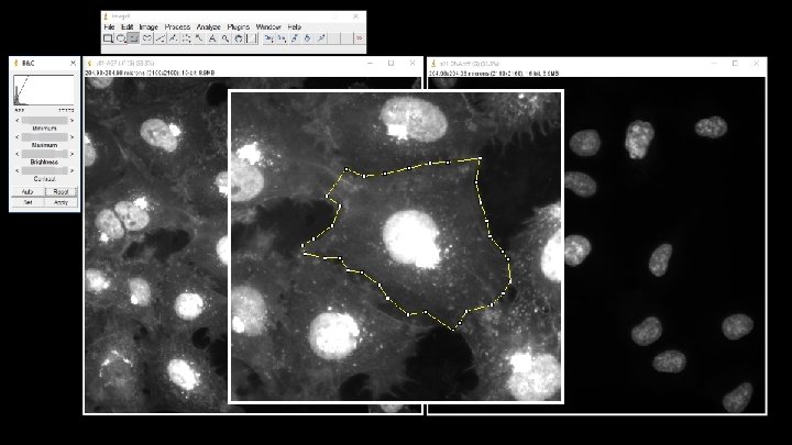 Cell Image Analysis Part 1 David Julian University